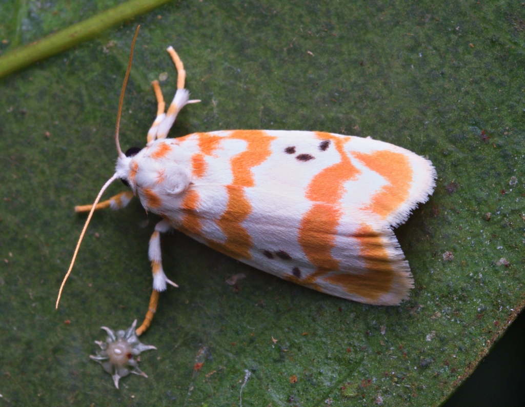 Cyana pratti in August 2022 by Caius Cheung · iNaturalist