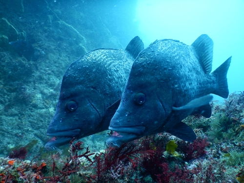 Dormilonas (Lobotidae)