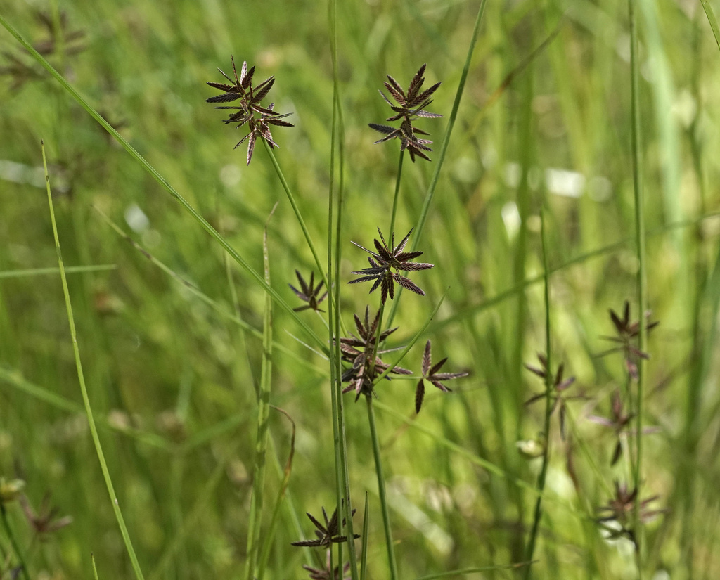Cyperus flavidus from 牟平区, 烟台市, 山东省, CN on August 24, 2022 at 09:27 AM ...
