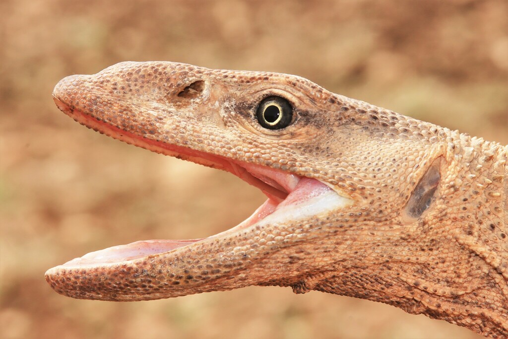 Information About Desert Monitor at Alice Fisher blog