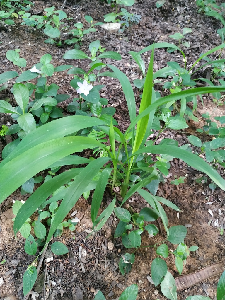vascular plants from Sri Padmavati Mahila Visvavidyalayam, Tirupati ...