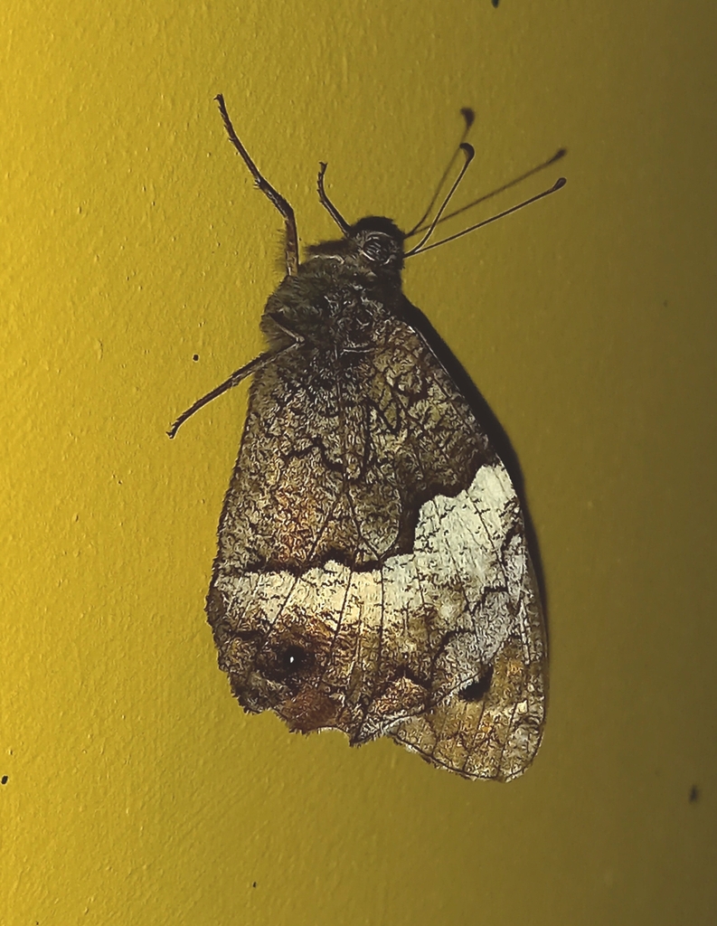 Rock Grayling from Pornassio on August 22, 2022 at 08:50 PM by Debora ...