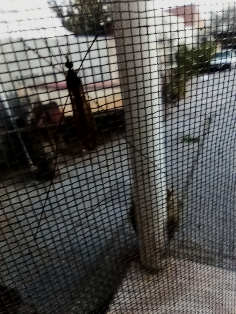 Crane Flies from Av. Jorge Newbery - Pedro Martinez, Paraná, Entre Ríos ...