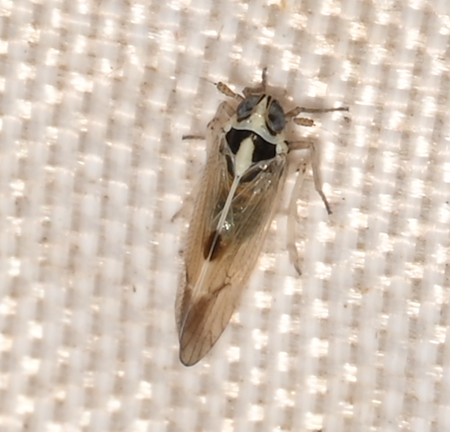 White-backed Planthopper from 中国云南省玉溪市元江县 on August 22, 2022 at 06:58 ...