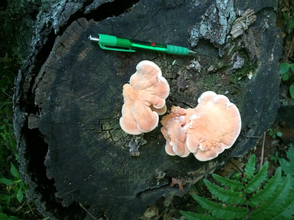 White-pored Chicken of the Woods from Oak Ridge Prairie Park ...