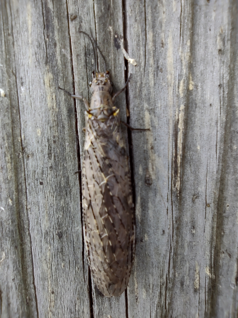 Spring Fishfly from Springdale, AR, USA on August 23, 2022 at 02:40 PM ...