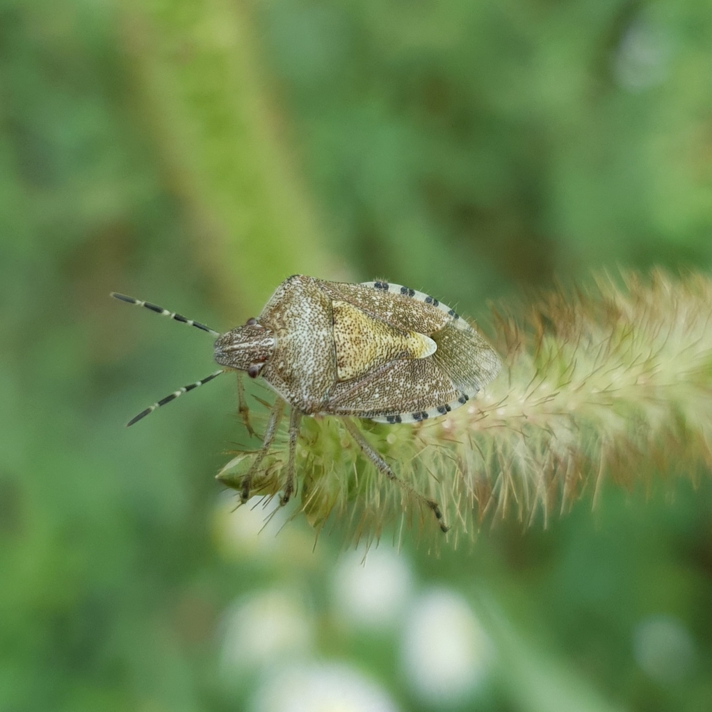 Sloe Bug from 070000 Buftea, Romania on August 24, 2022 at 01:51 PM by ...
