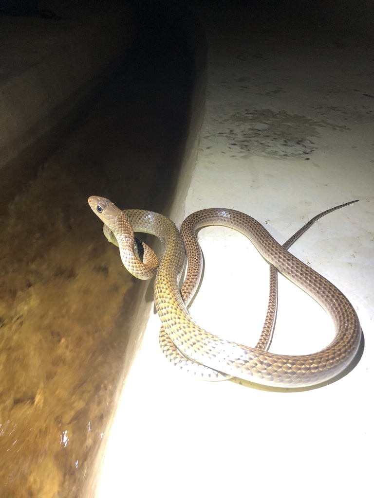 Indo-Chinese Rat Snake in August 2020 by Artur Tomaszek · iNaturalist