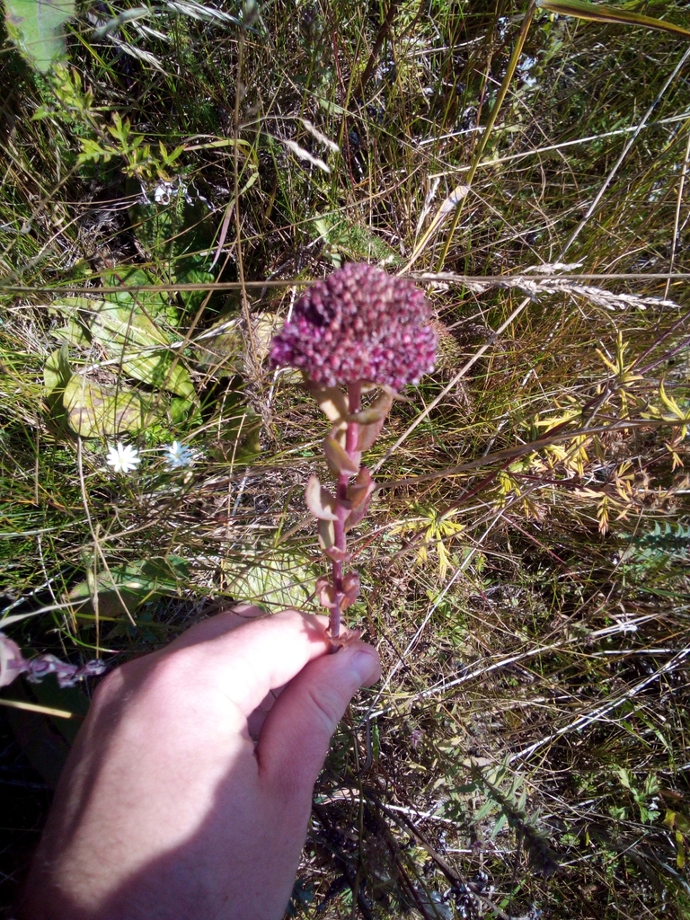 Orpine from Листвянка on August 23, 2022 at 02:56 PM by Михаил Алешин ...