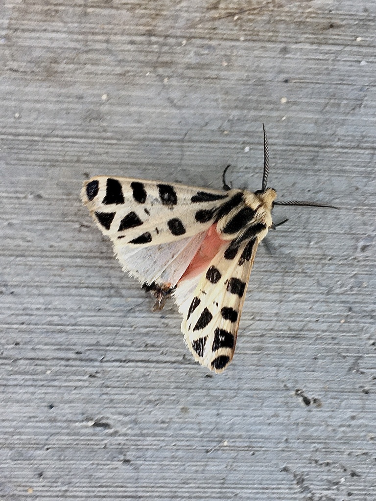 Mexican Tiger Moth from Madison Ave, Los Banos, CA, US on August 23 ...
