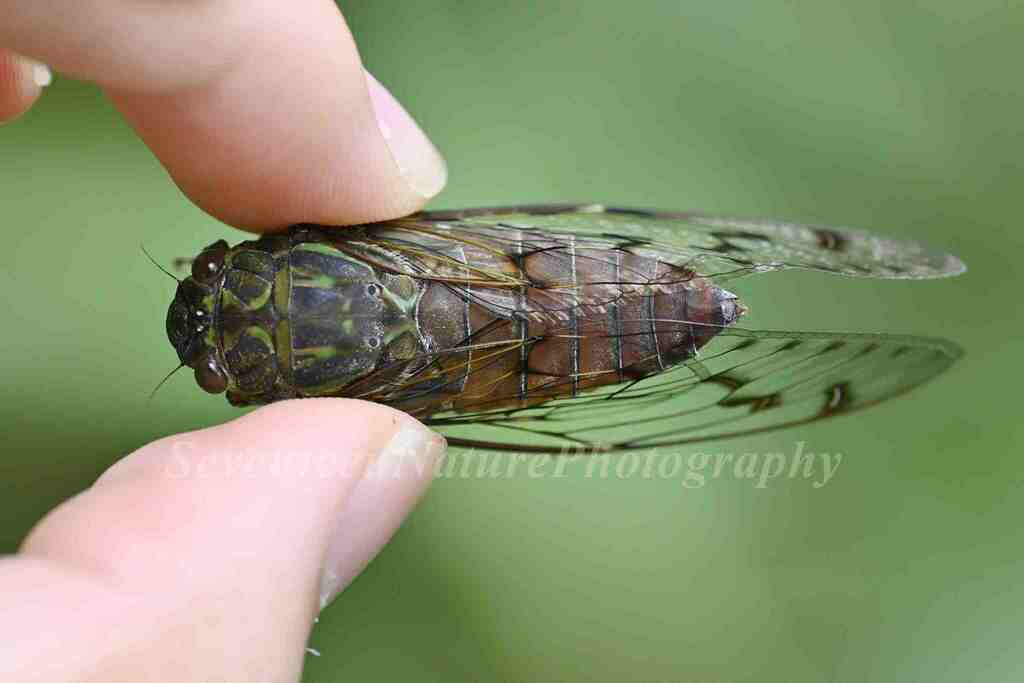 Pomponia from 中国云南省西双版纳傣族自治州景洪市 on August 13, 2022 at 04:57 PM by 石柒 · ...