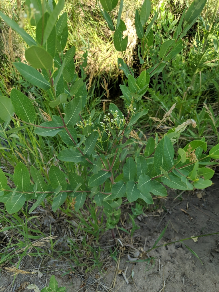 hemp dogbane from Aurora on July 19, 2022 at 09:00 AM by curiousstotle ...