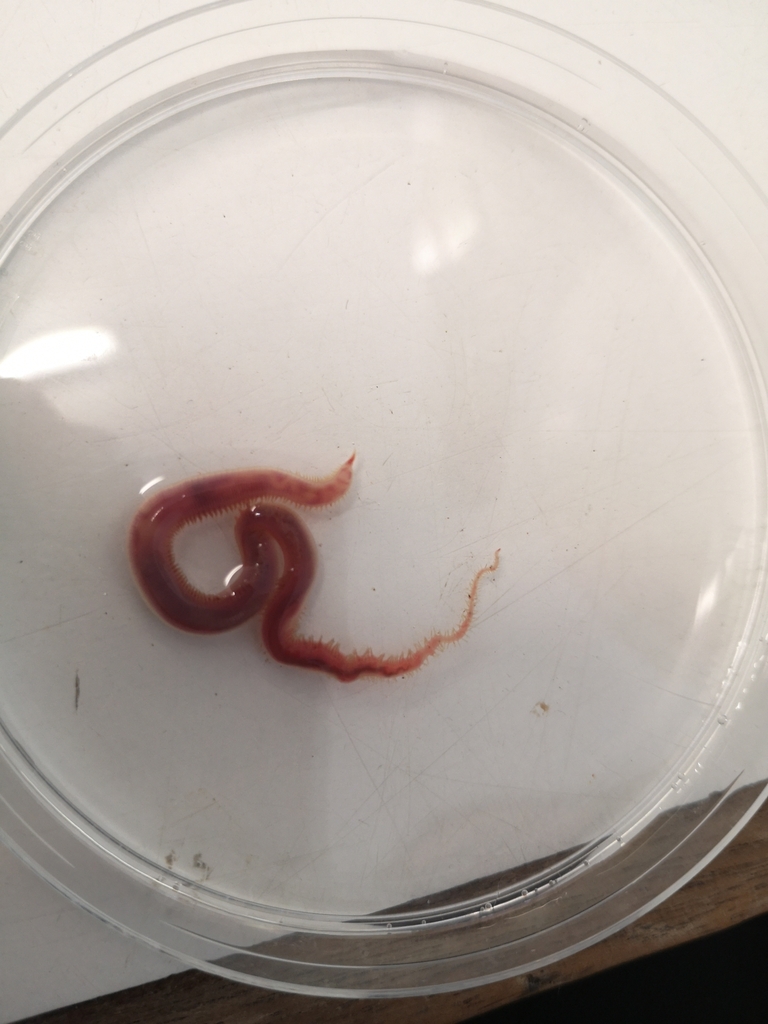 Glycera from Museum, Isle of Cumbrae KA28 0EG, Vereinigtes Königreich ...