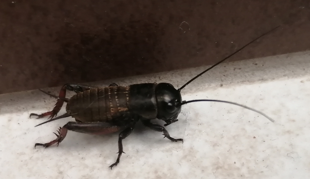 European Field Cricket from 27190 Sainte-Marthe, France on August 24 ...