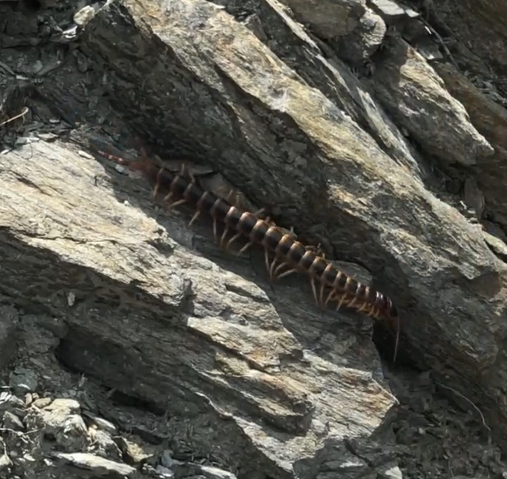 Amazonian Giant Centipede from Santa Marta, Santa Marta, Département de ...