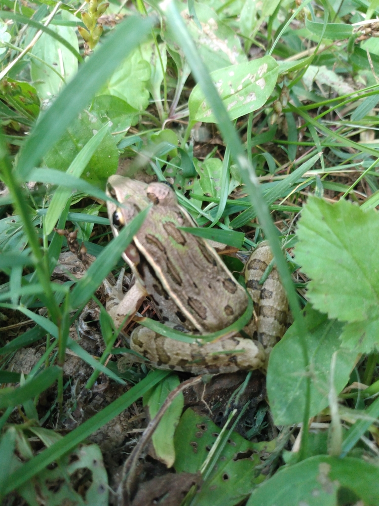 American Water Frogs in August 2022 by Truth Muller · iNaturalist