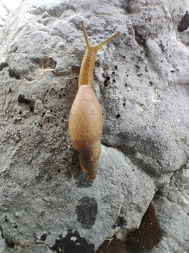 Subspecies Poiretia dilatata dilatata · iNaturalist