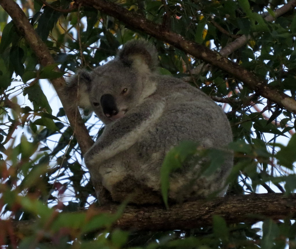 Koala from Horace Dean Memorial Park, Tinonee on July 31, 2015 by ...
