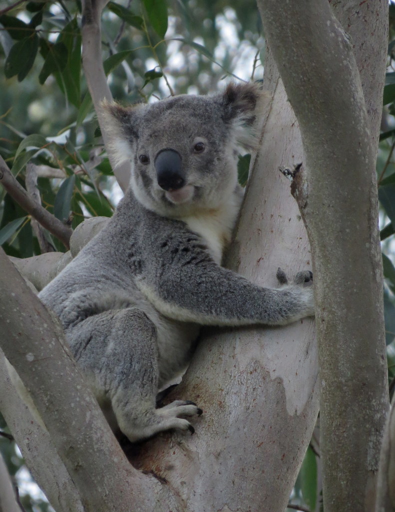 Koala from Tinonee Historical Museum on July 30, 2015 by Victor W Fazio ...