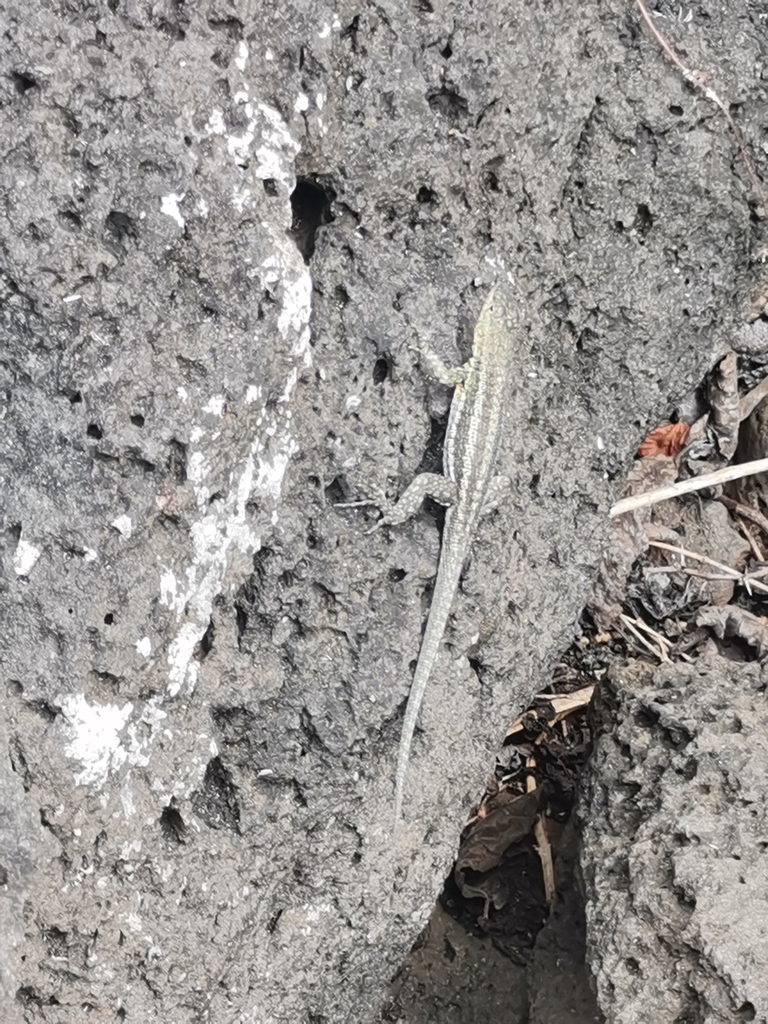 Neotropical Ground Lizards from Santa Cruz, Parque Nacional Galápagos ...
