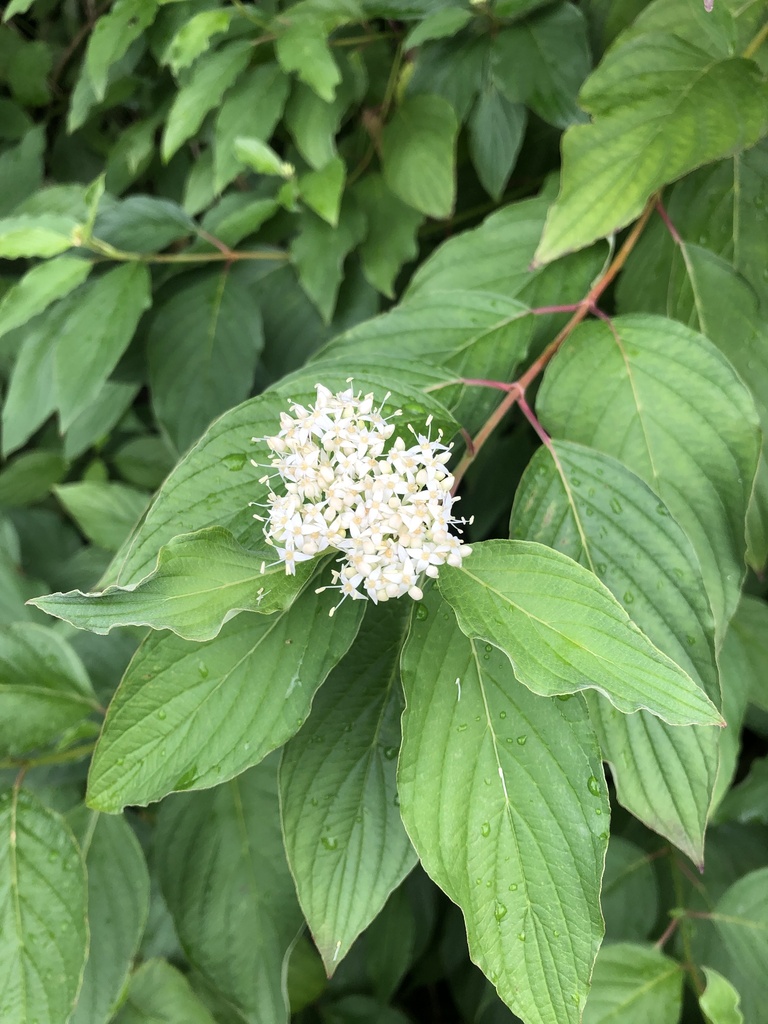 red osier dogwood from Badger Road, Macclesfield, England, GB on August ...