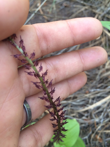 Cochise Adder's-mouth Orchid (Malaxis porphyrea) · iNaturalist