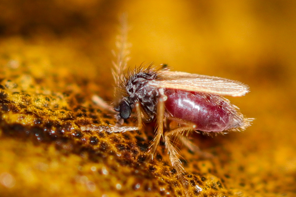 Frog-biting Midges from Puntarenas, Costa Rica on February 16, 2022 at ...