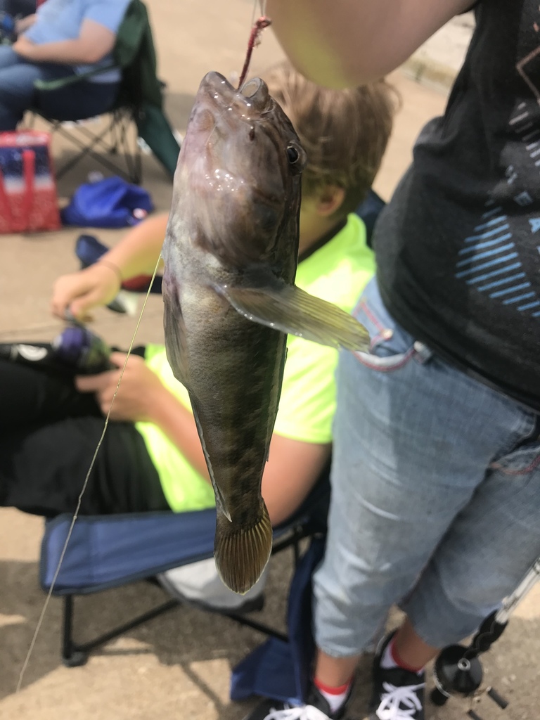 Round Goby from Lake Erie, Huron, OH, US on August 02, 2018 at 12:53 PM ...