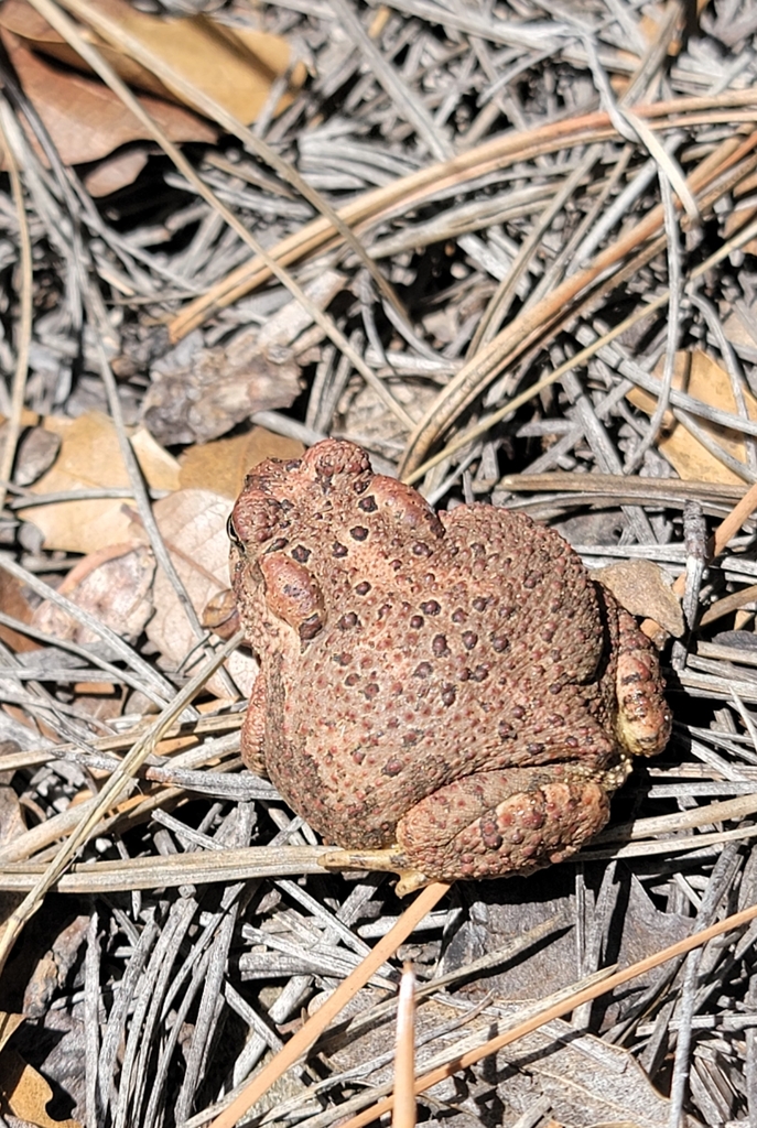 Arizona Toad in August 2022 by Kristen Countryman · iNaturalist