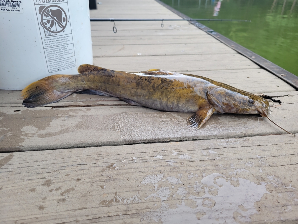 Flathead Catfish from Hall County, GA, USA on August 23, 2022 at 06:25 ...