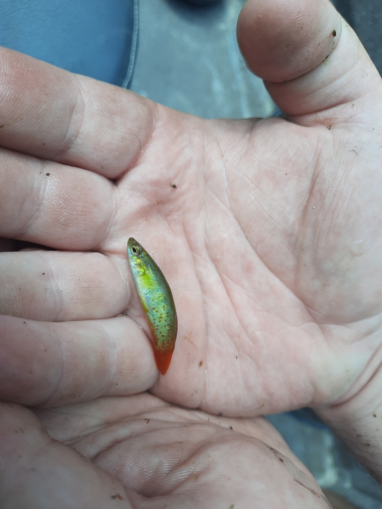golden topminnow from Rapides Parish, LA, USA on June 06, 2022 at 10:47 ...