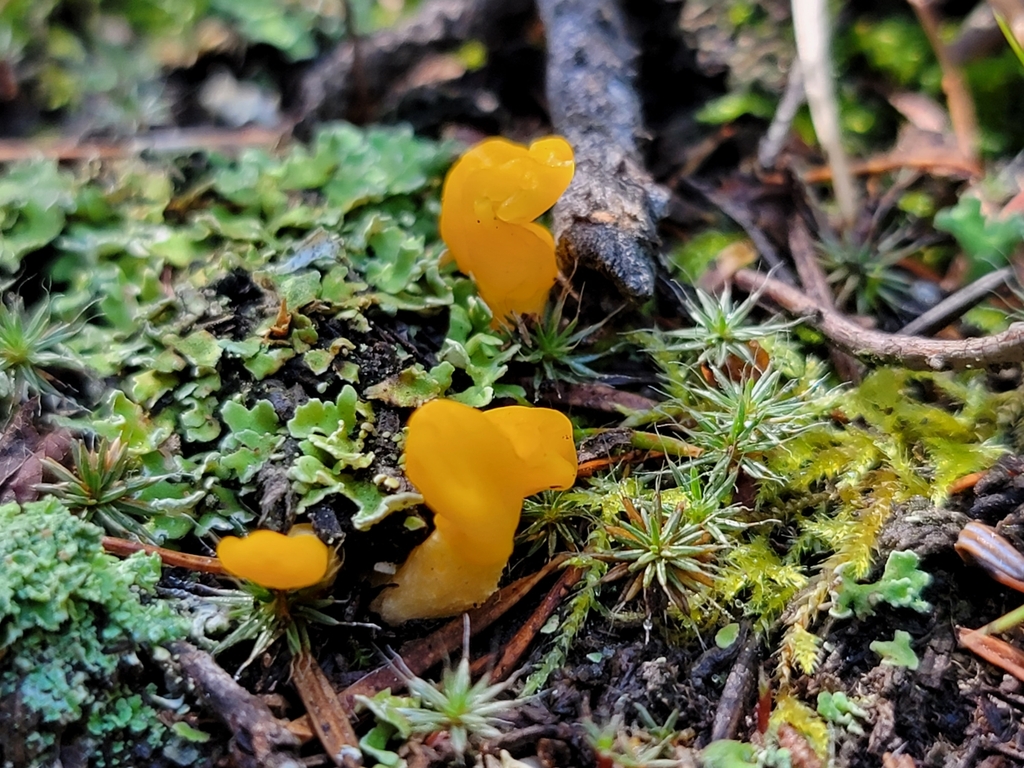 Irregular Earth Tongue from Winter Park, CO 80482, USA on August 24 ...