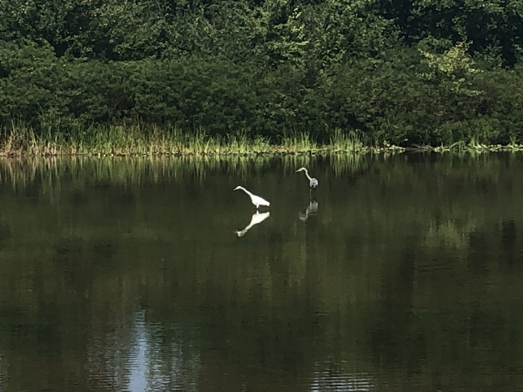 Great Egret from Columbia Station, OH, US on August 24, 2022 at 11:01 ...