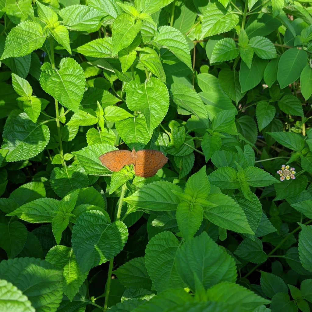 Common Castor Butterfly from Bherbheri Manabari, West Bengal, India on ...