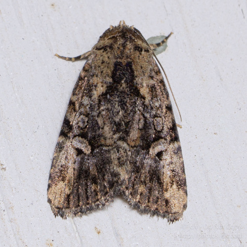 Observations by jciv · iNaturalist