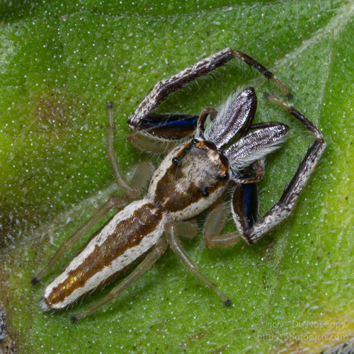 Observations by jciv · iNaturalist