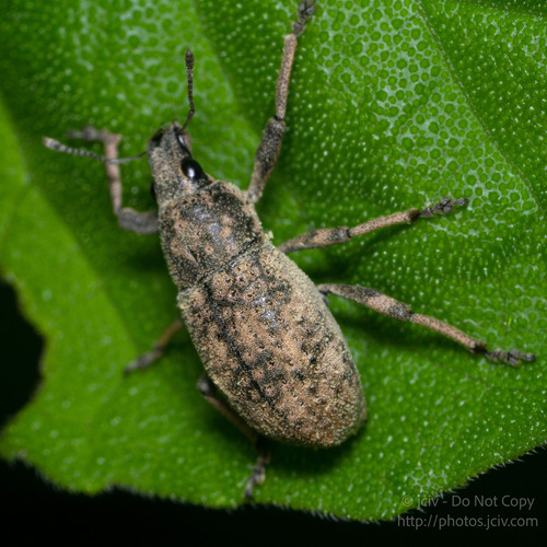 Observations by jciv · iNaturalist