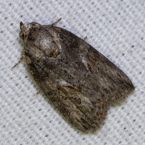 Observations by jciv · iNaturalist