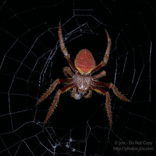 Observations by jciv · iNaturalist