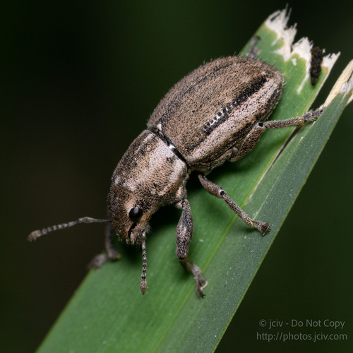 Observations by jciv · iNaturalist