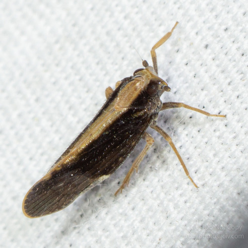 Observations by jciv · iNaturalist