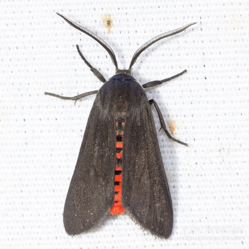 Observations by jciv · iNaturalist