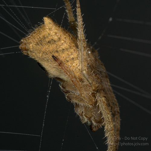 Observations by jciv · iNaturalist