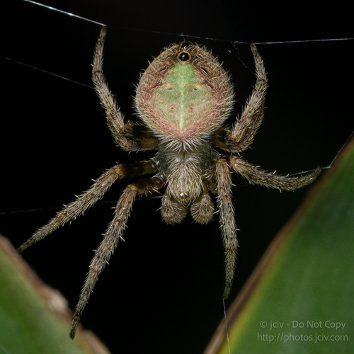 Observations by jciv · iNaturalist