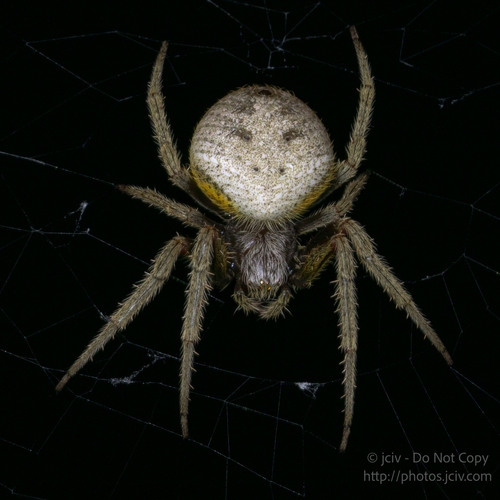 Observations by jciv · iNaturalist