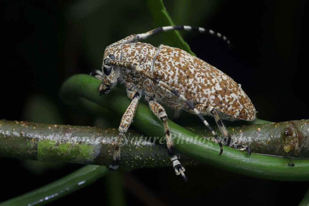 Coptops leucostictica from 中国云南省西双版纳傣族自治州景洪市 on August 13, 2022 at 11: ...