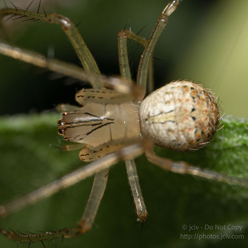 Observations by jciv · iNaturalist