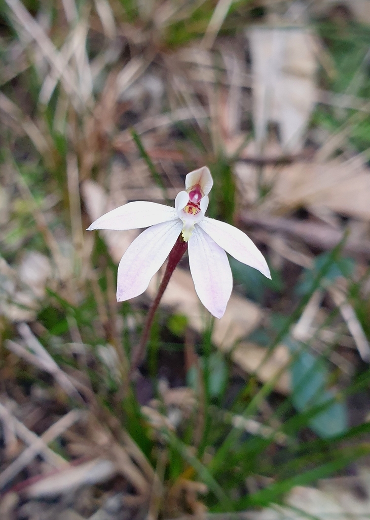 Pink Lady Fingers from 9R23+45 Windsor Downs Nature Reserve, Windsor ...