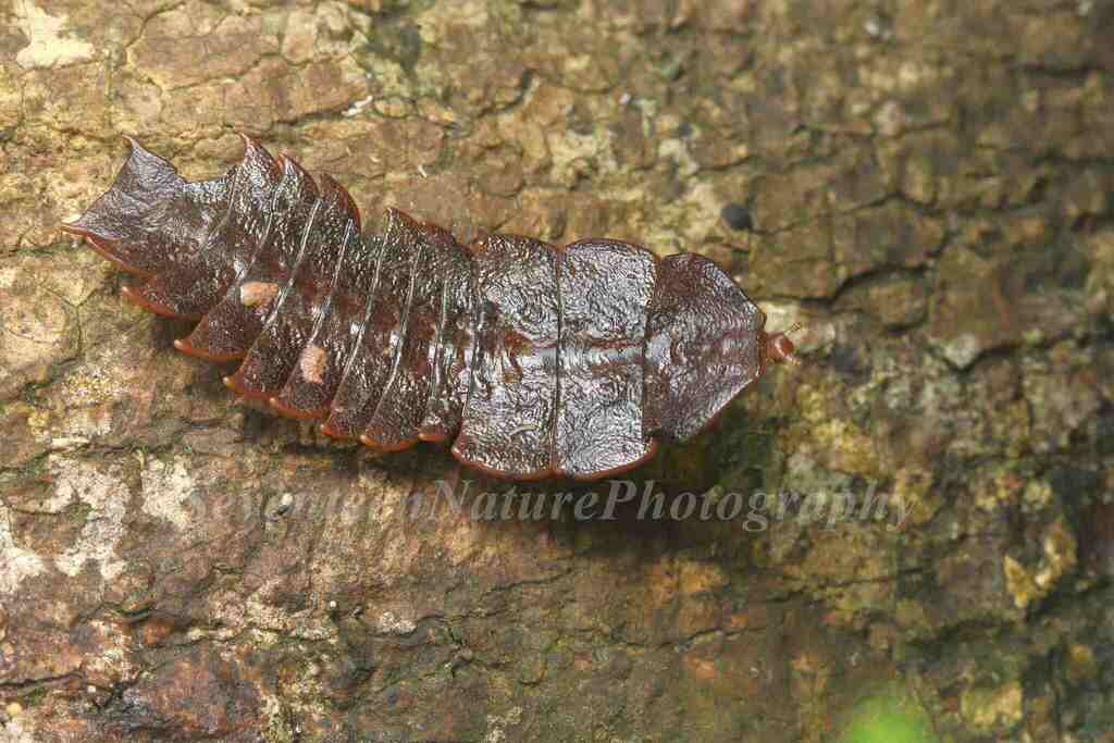 Trilobite Beetles in August 2022 by 石柒 · iNaturalist