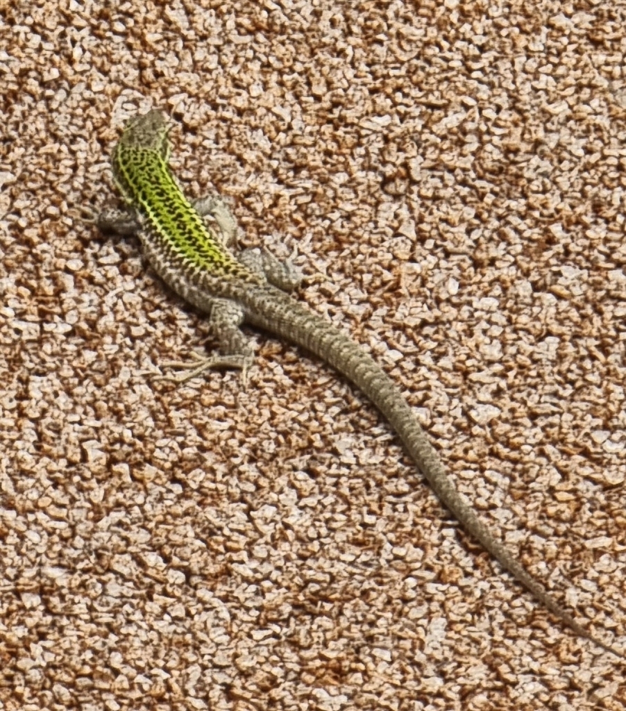 Italian Wall Lizard from Mozelos, 4535 Mozelos, Portugal on August 24 ...